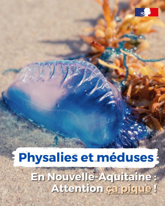 "Animaux marins | En Nouvelle-Aquitaine, certain… - CHU de Bordeaux